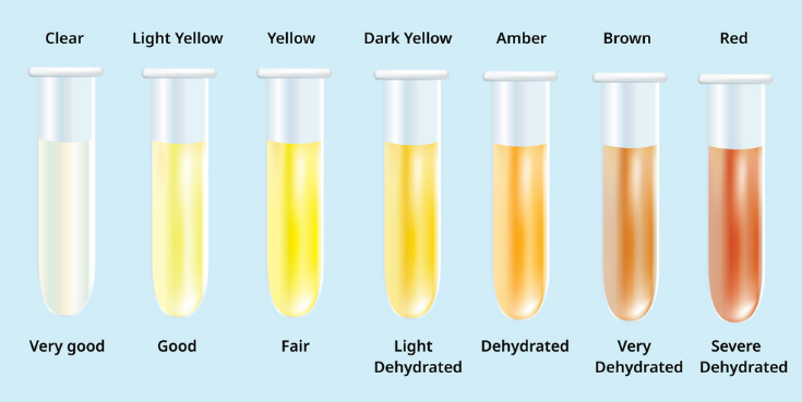 Urinary Elimination NCLEX Review | Medcrine